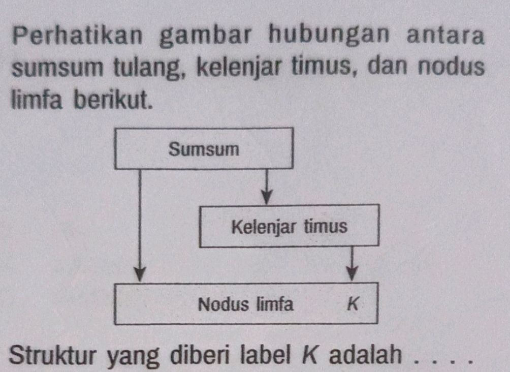 Perhatikan gambar hubungan antara sumsum | StudyX