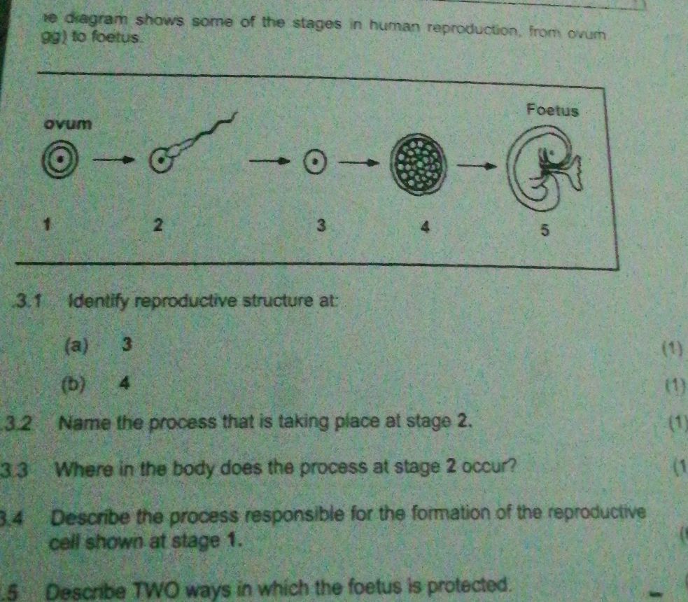 The diagram shows some of the stages in | StudyX