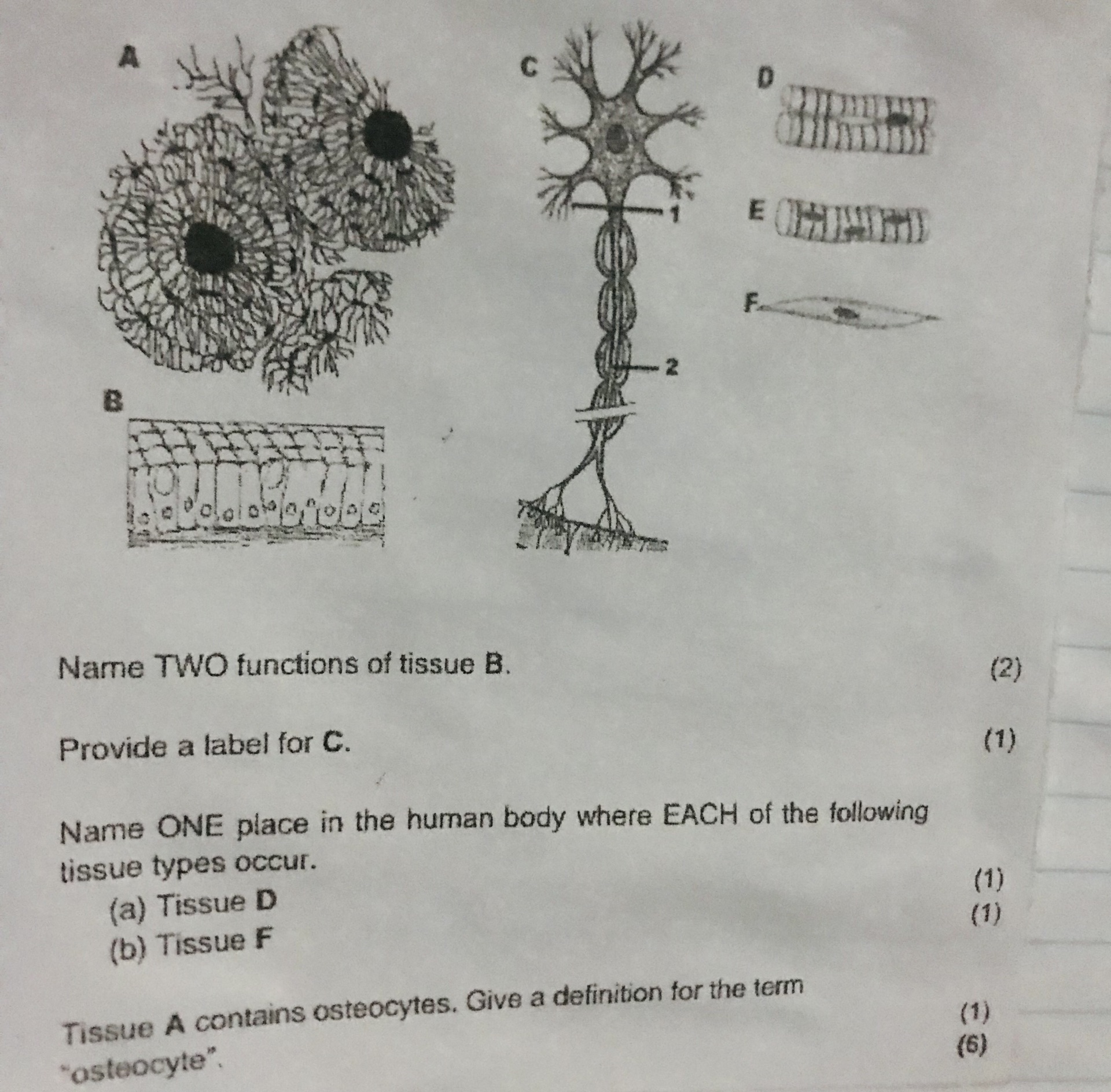 Name TWO functions of tissue B. Provide a | StudyX