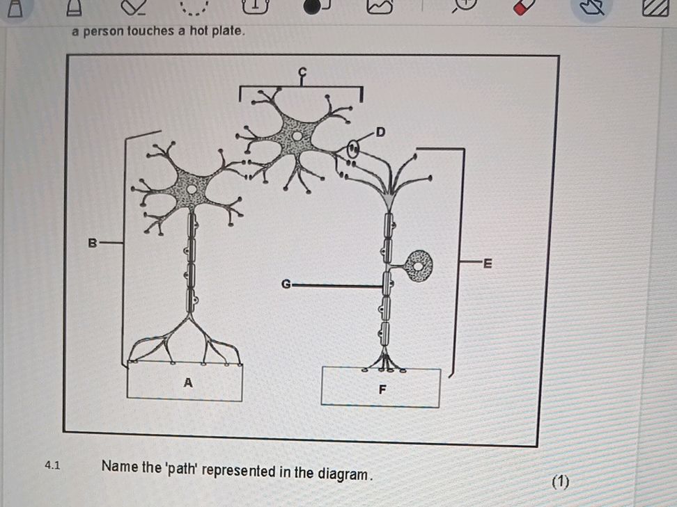 Name the 'path' represented in the diagram. | StudyX