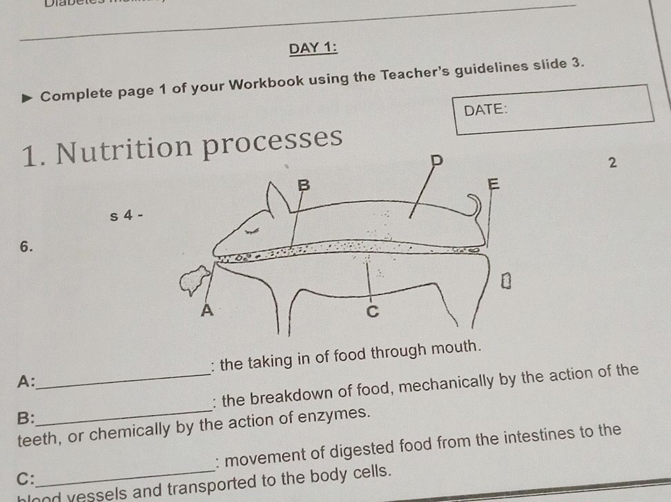 6. A: : the taking in of food through | StudyX