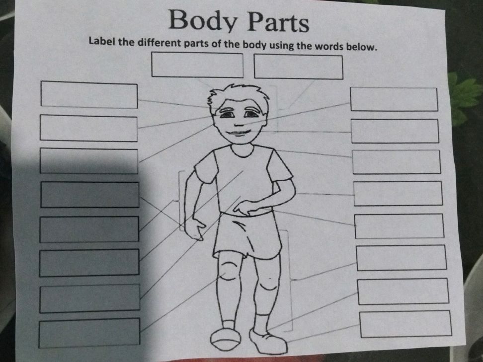 Label the different parts of the body using | StudyX