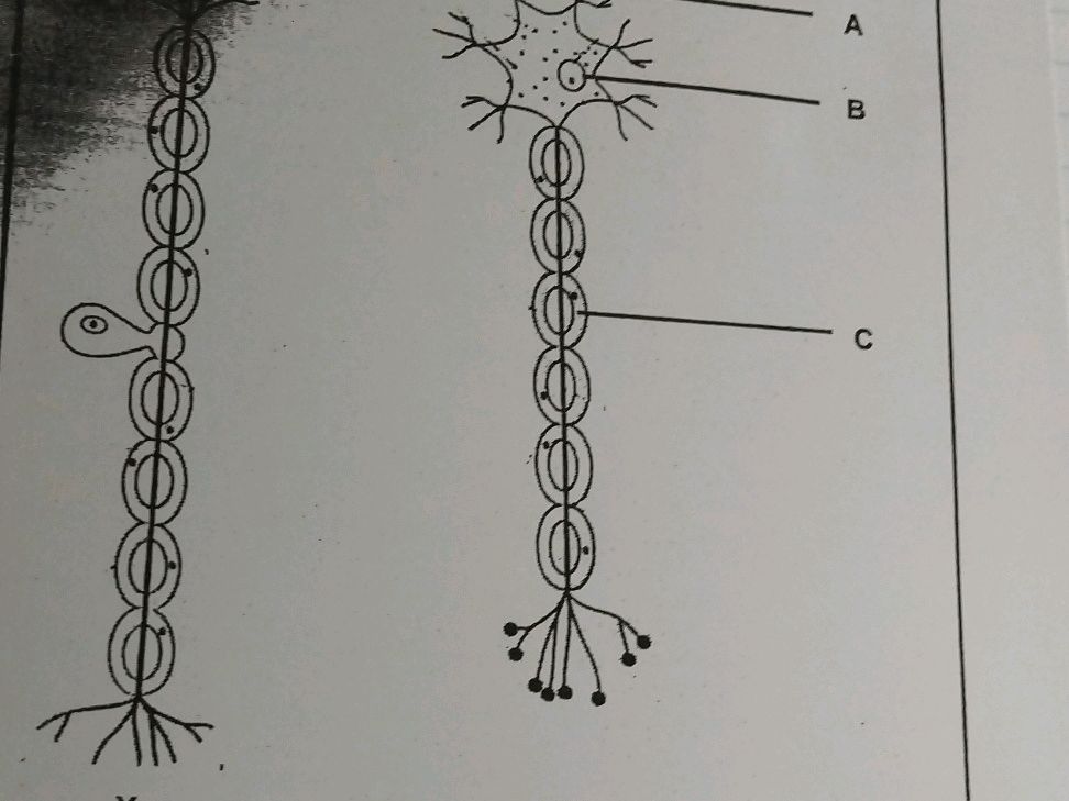 The image shows a diagram of a neuron with | StudyX
