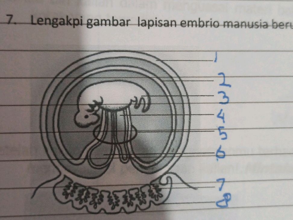7. Lengkapi gambar lapisan embrio manusia | StudyX