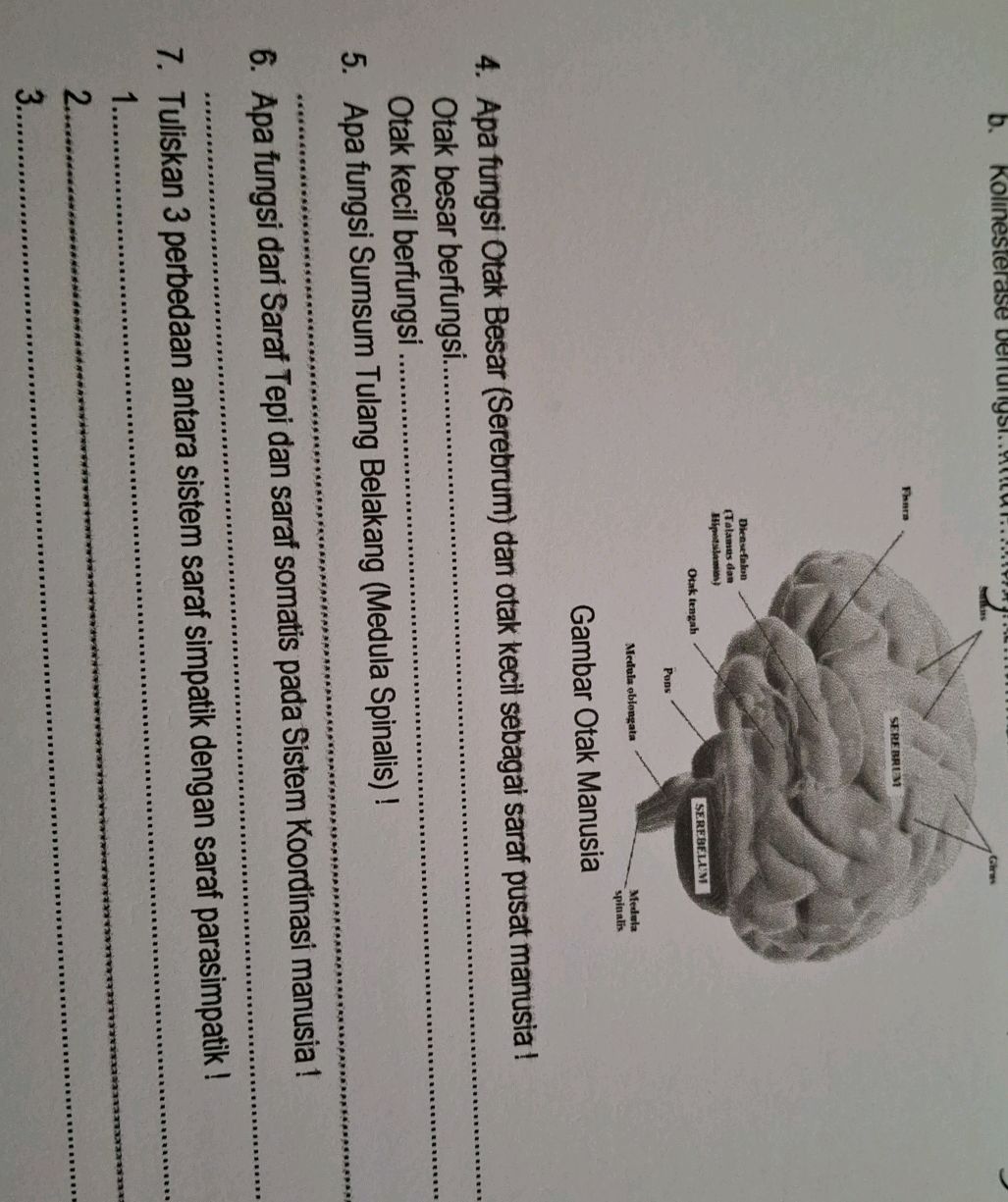 4. Apa fungsi Otak Besar (Serebrum) dan otak | StudyX