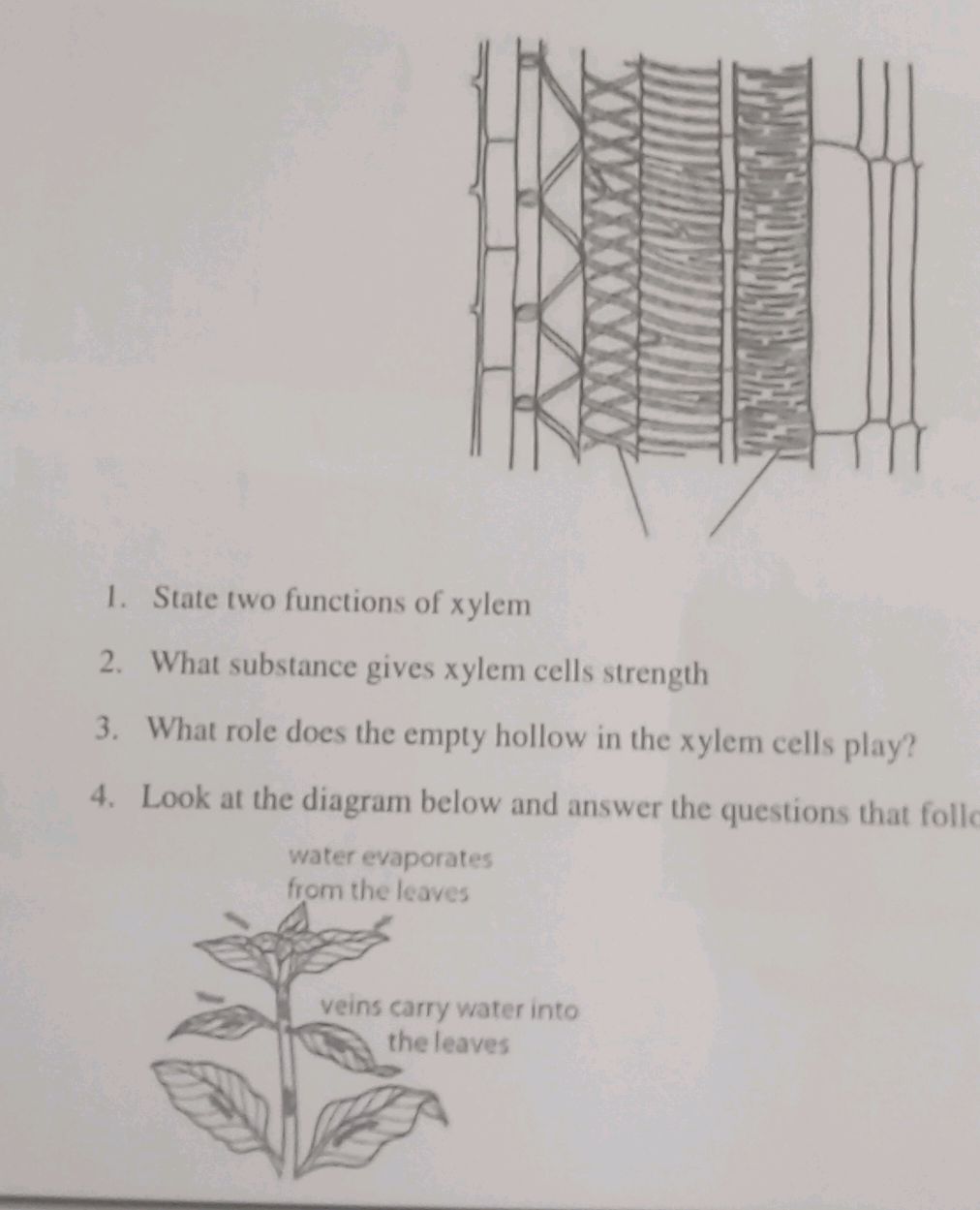 1. State two functions of xylem 2. What | StudyX