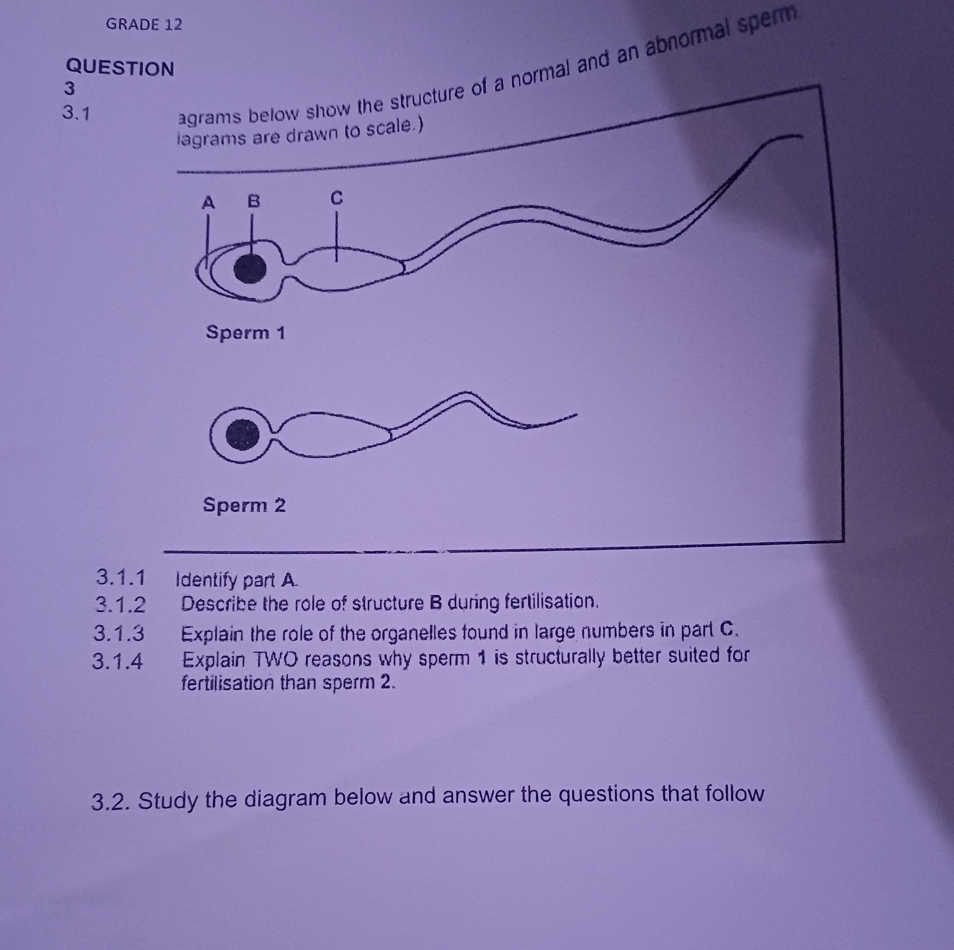 3. Diagrams below show the structure of a | StudyX