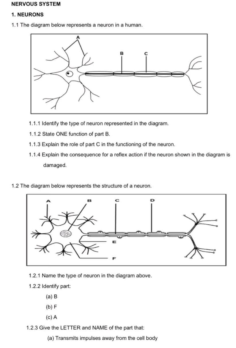 1.1 The diagram below represents a neuron in | StudyX