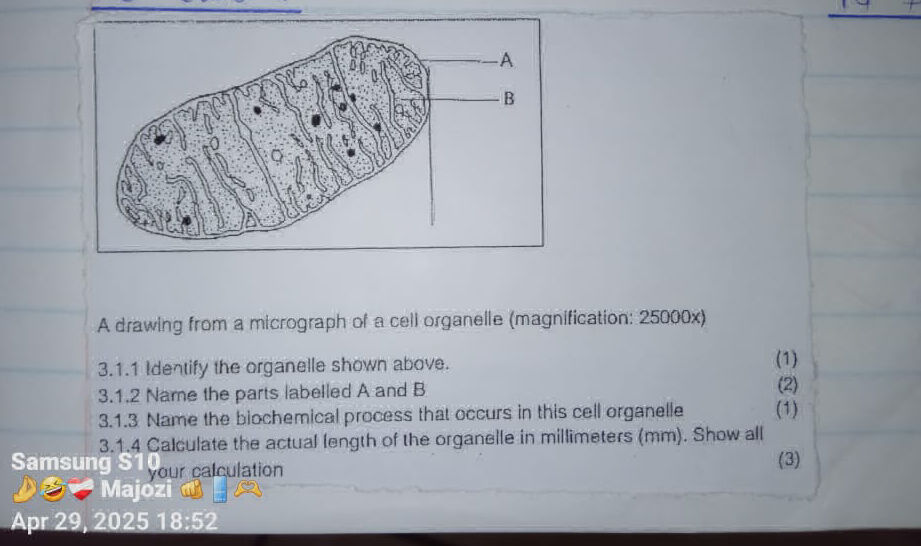 A drawing from a micrograph of a cell | StudyX