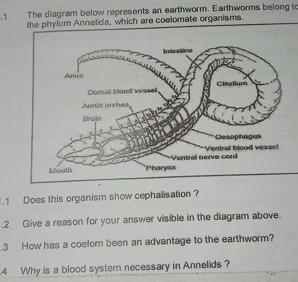 The diagram below represents an earthworm. | StudyX
