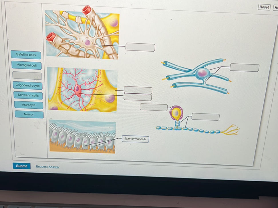 Match the cell types to the corresponding | StudyX