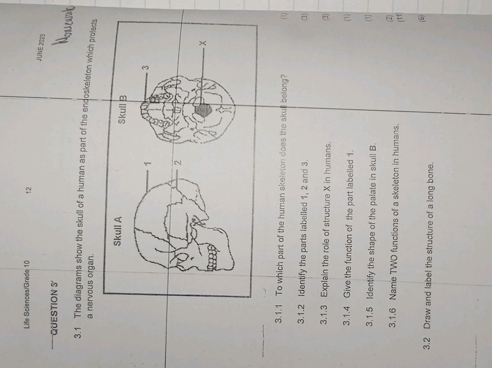 3.1 The diagrams show the skull of a human | StudyX