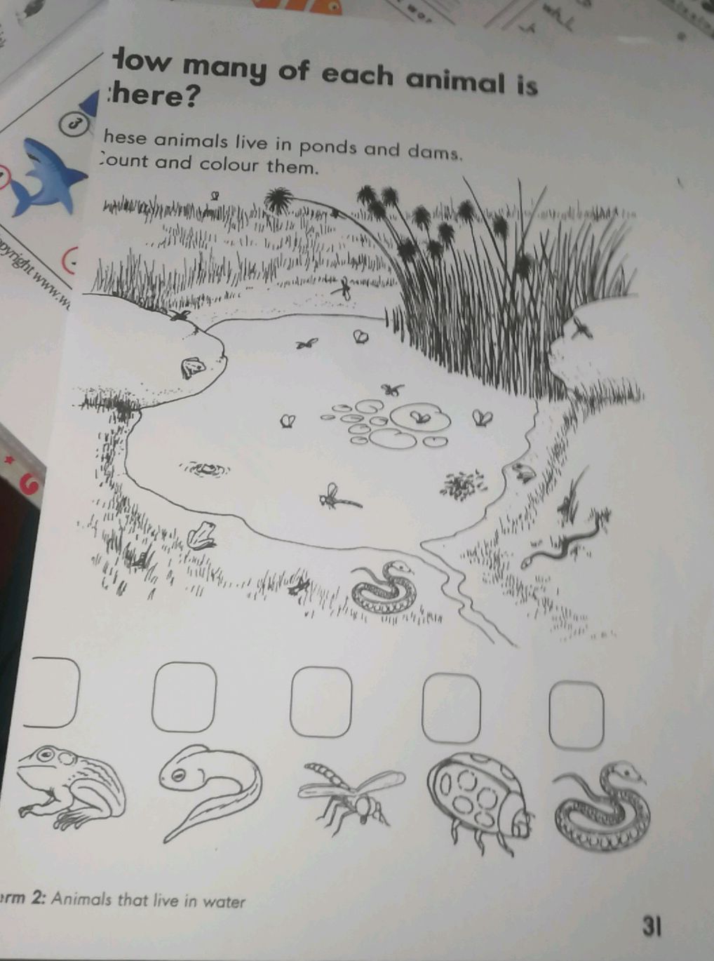 How many of each animal is here? These | StudyX