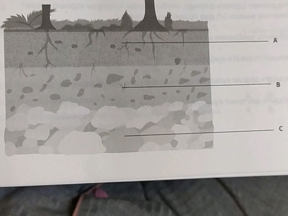 The image shows a diagram of soil layers, | StudyX