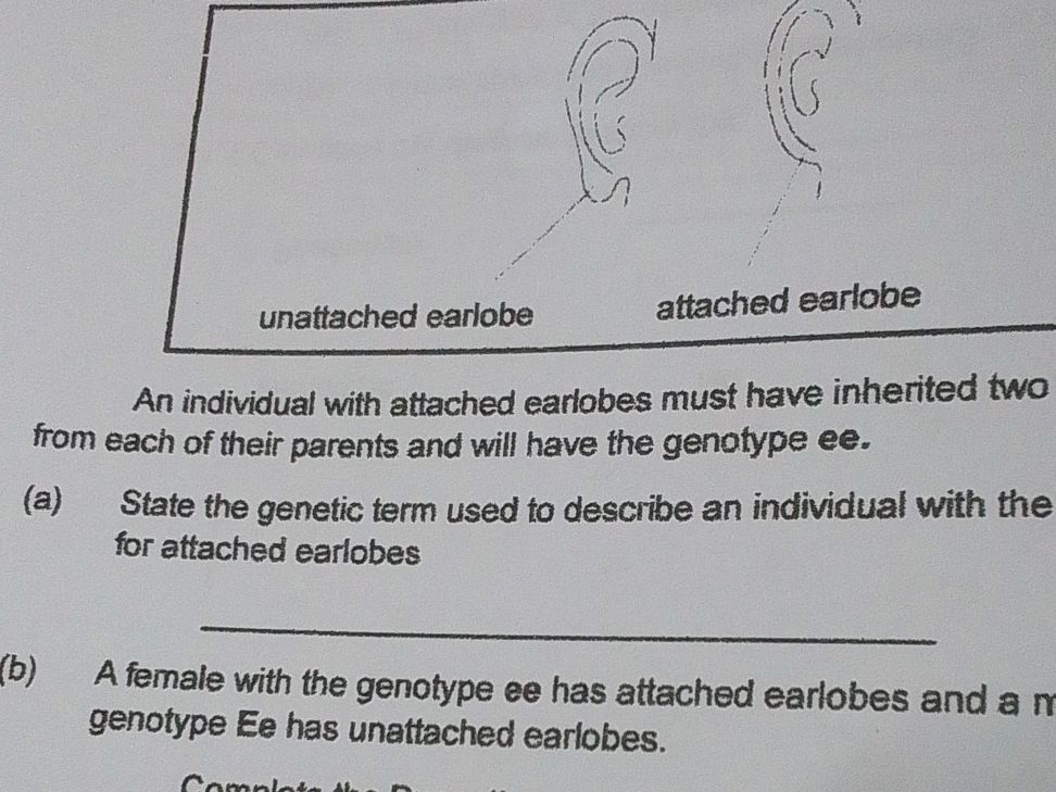 unattached earlobe attached earlobe An | StudyX