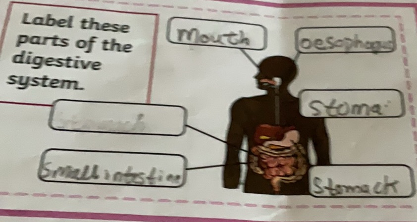 Label these parts of the digestive system. | StudyX