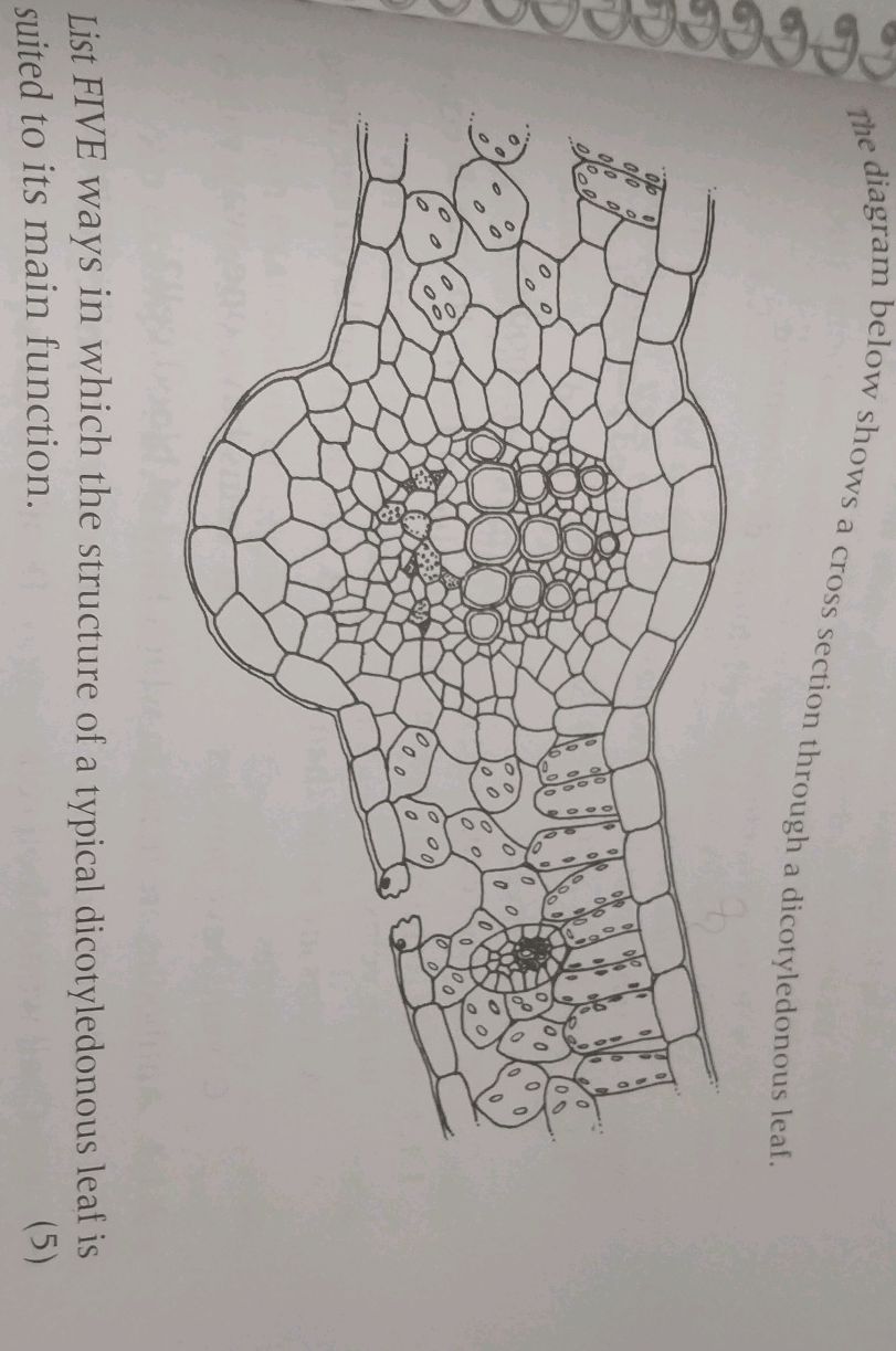 The diagram below shows a cross section | StudyX