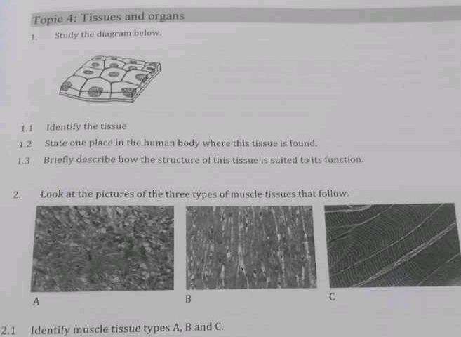 1. Study the diagram below. 1.1 Identify | StudyX