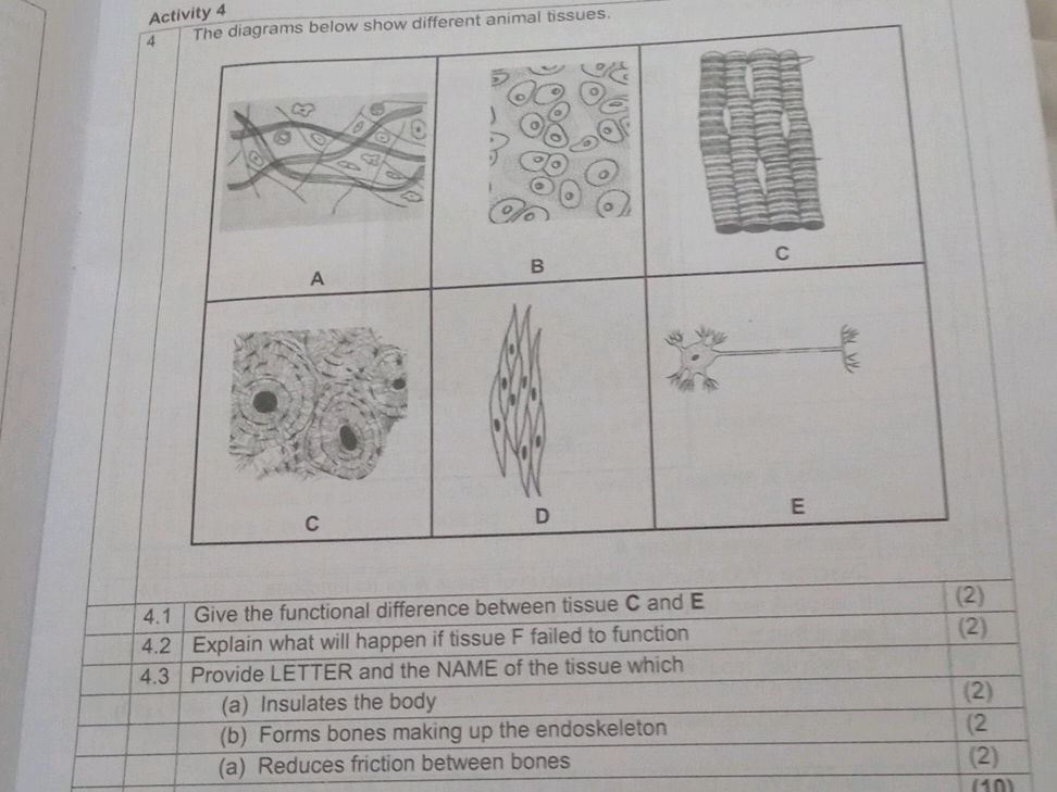 The diagrams below show different animal | StudyX