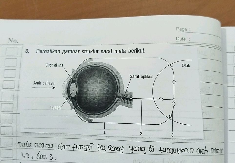 Perhatikan gambar struktur saraf mata | StudyX