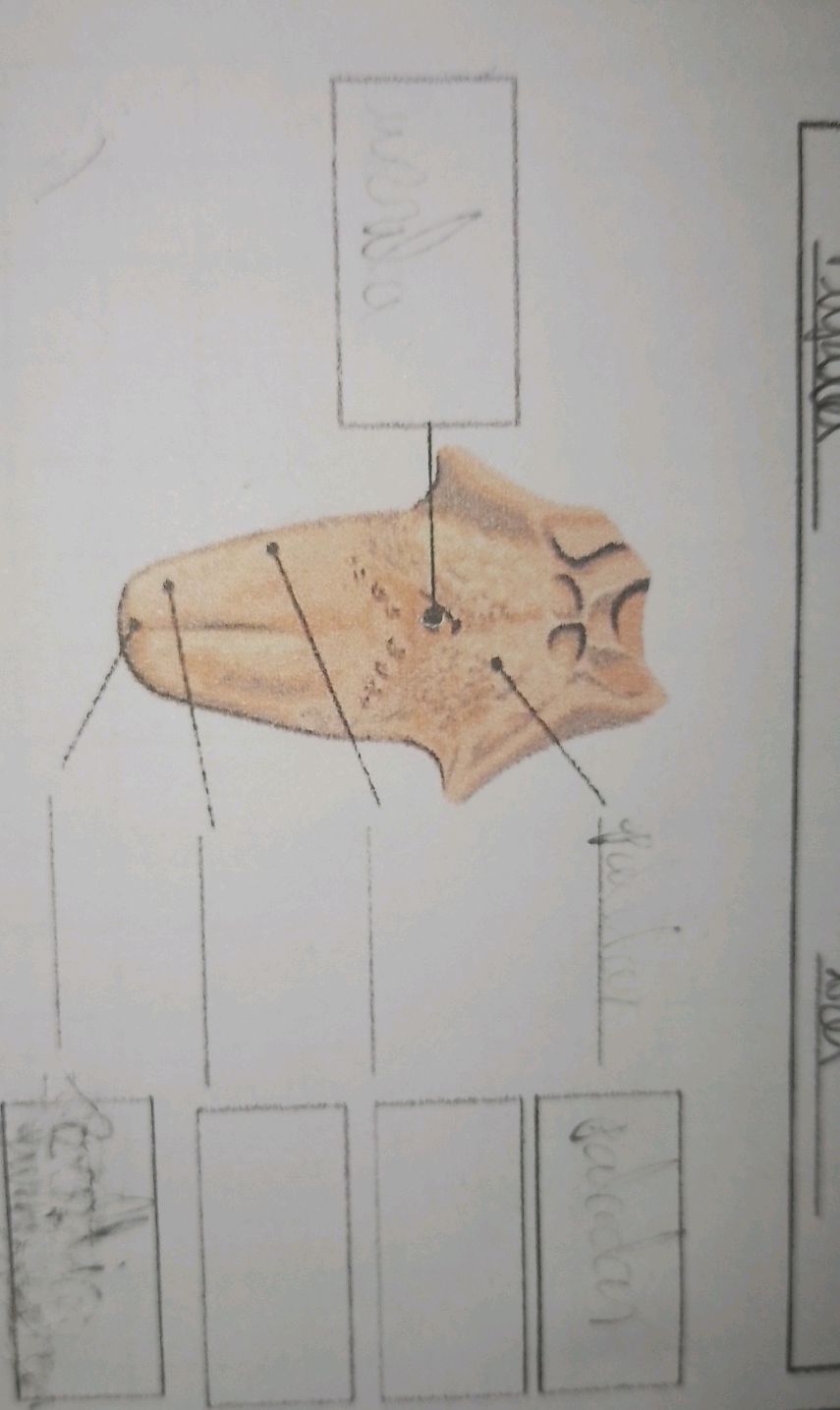 The image shows a diagram of a tongue with | StudyX
