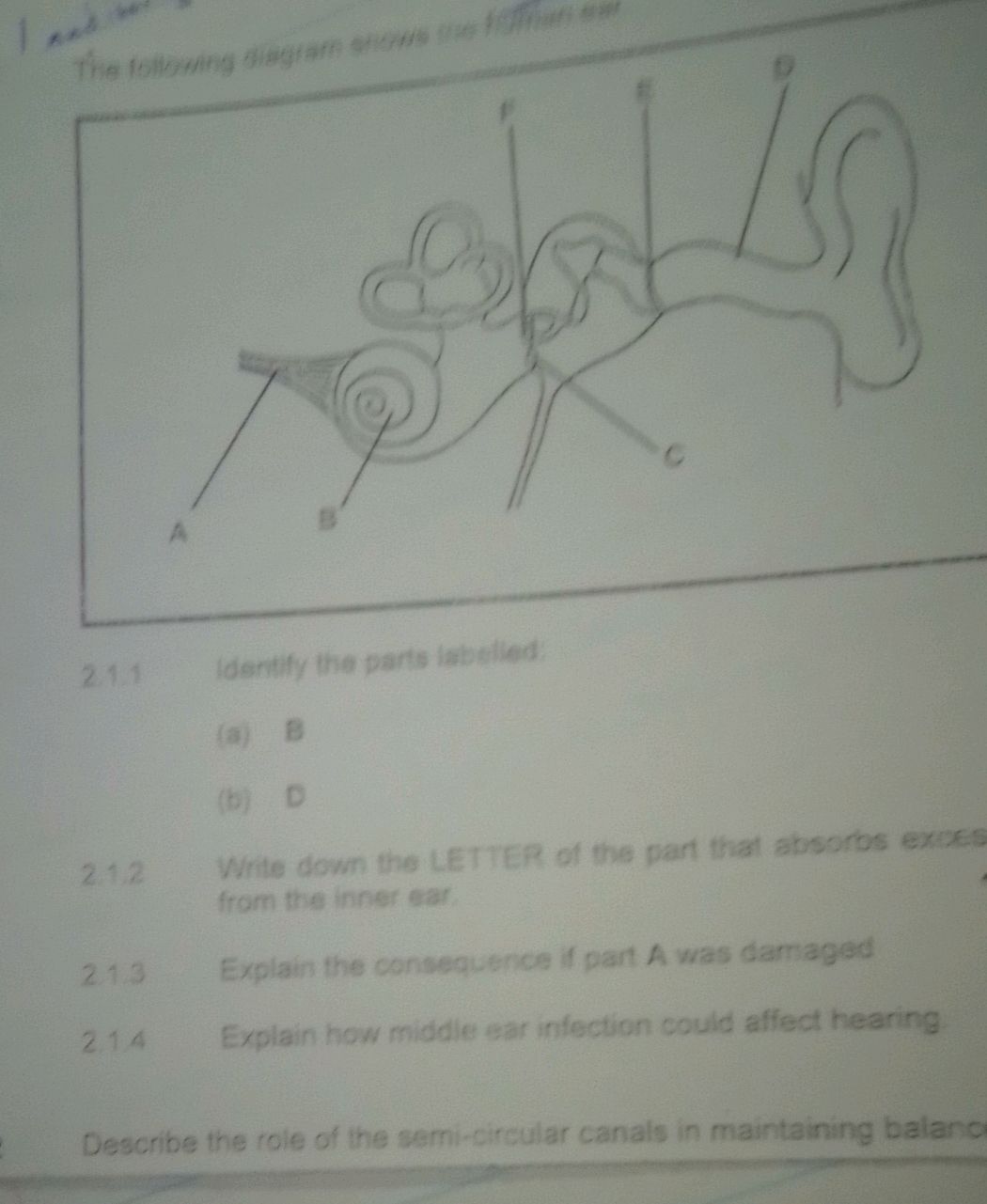 The following diagram shows the human ear. | StudyX