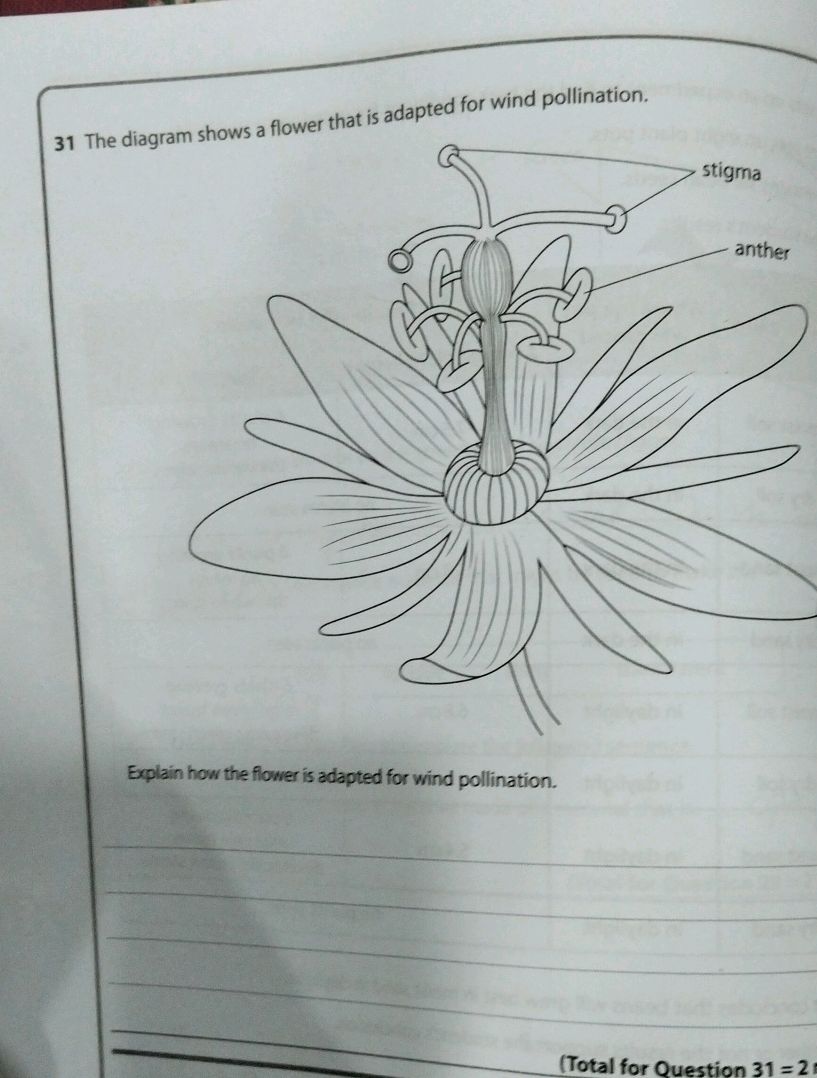 31 The diagram shows a flower that is | StudyX