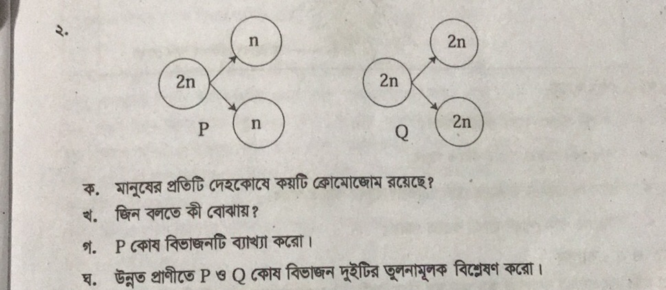 ২. Diagram 1: A cell with \(2n\) divides | StudyX