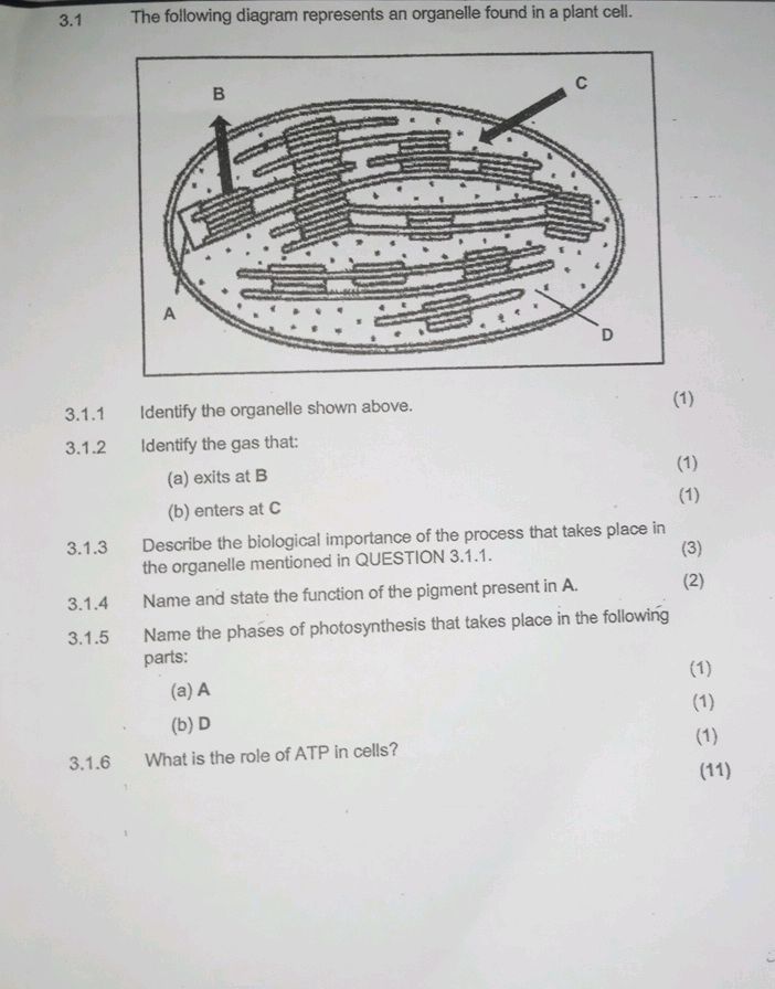 3.1 The following diagram represents an | StudyX
