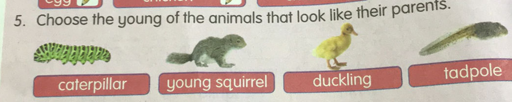 5. Choose the young of the animals that look | StudyX