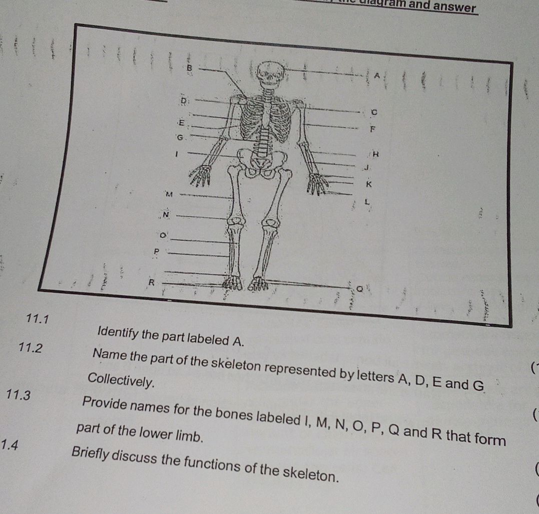 11.1 Identify the part labeled A. 11.2 Name | StudyX