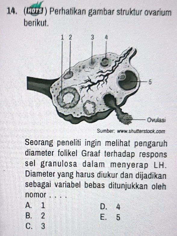 Perhatikan gambar struktur ovarium berikut.