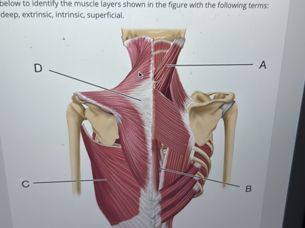 Identify the muscle layers shown in the | StudyX