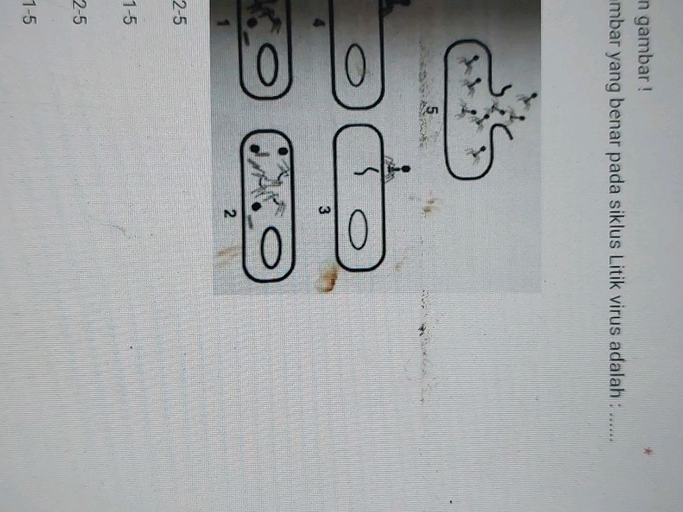 n gambar! mbar yang benar pada siklus Litik | StudyX