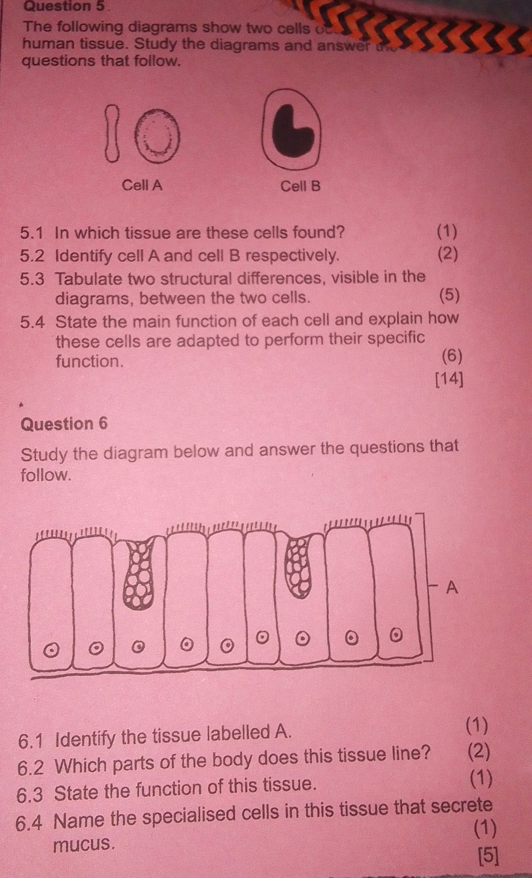 Question 5. The following diagrams show two | StudyX