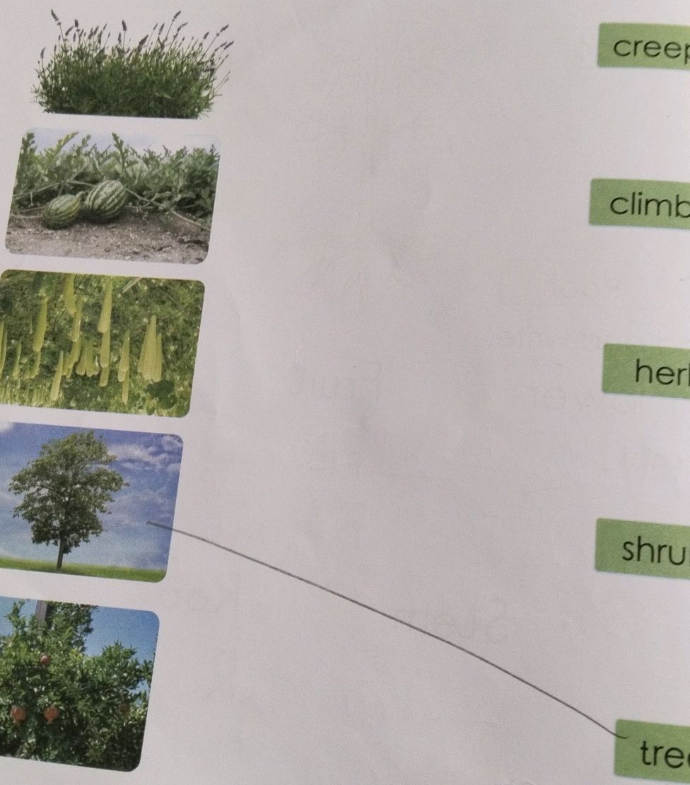 The image shows different plants and their | StudyX