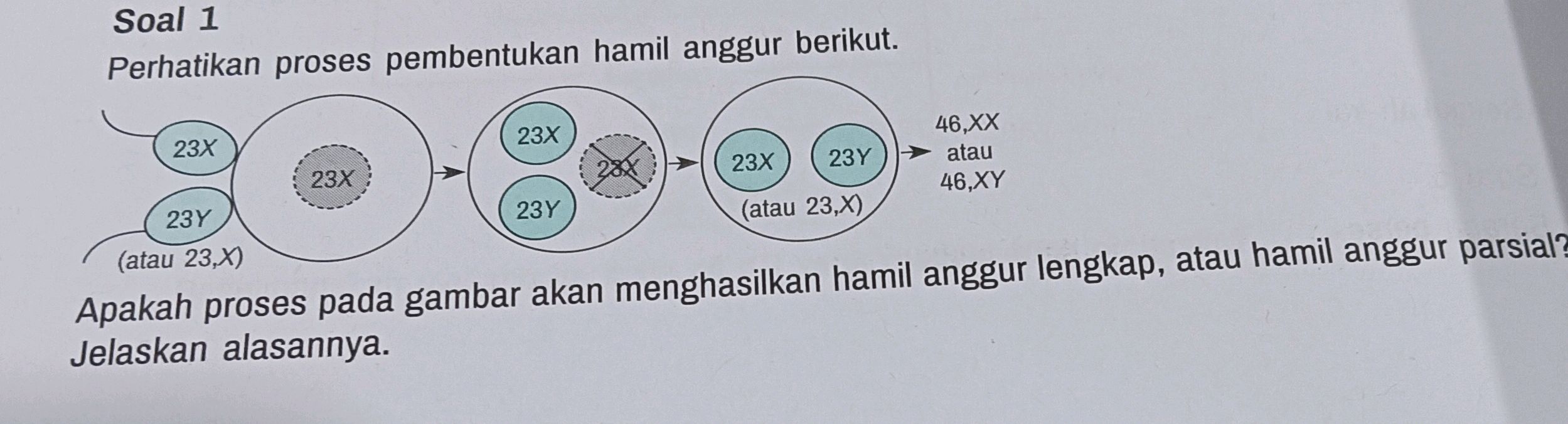 Perhatikan proses pembentukan hamil anggur | StudyX