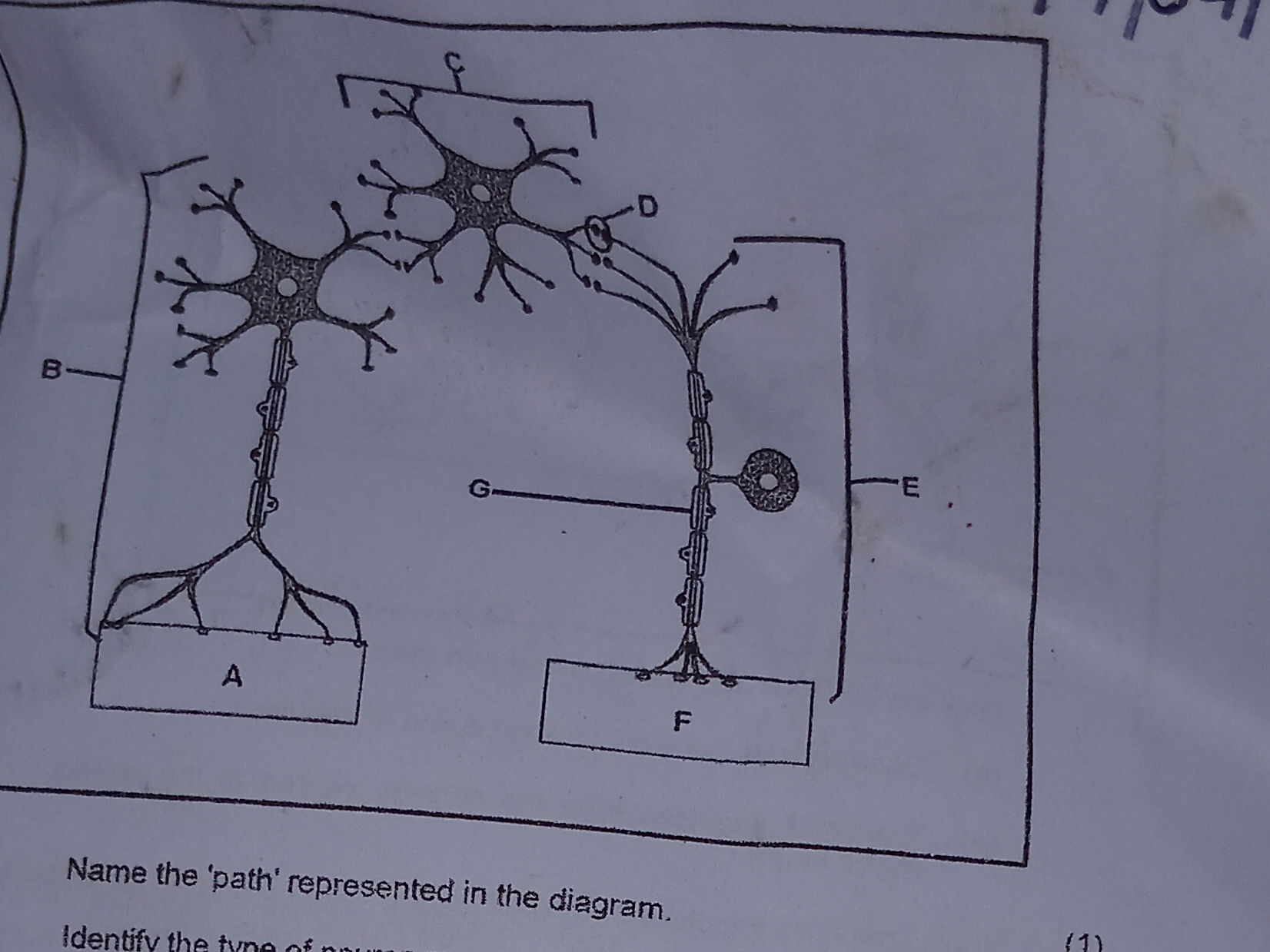 Name the 'path' represented in the diagram. | StudyX