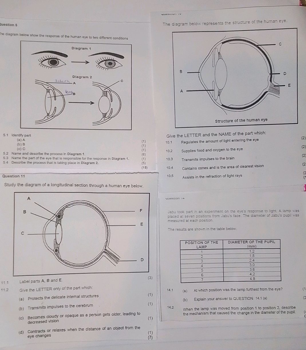Question 5 The diagram below show the | StudyX