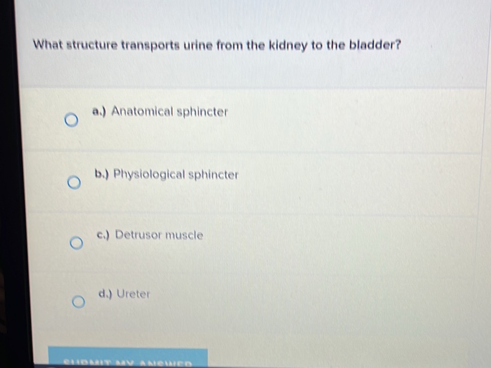 What structure transports urine from the | StudyX