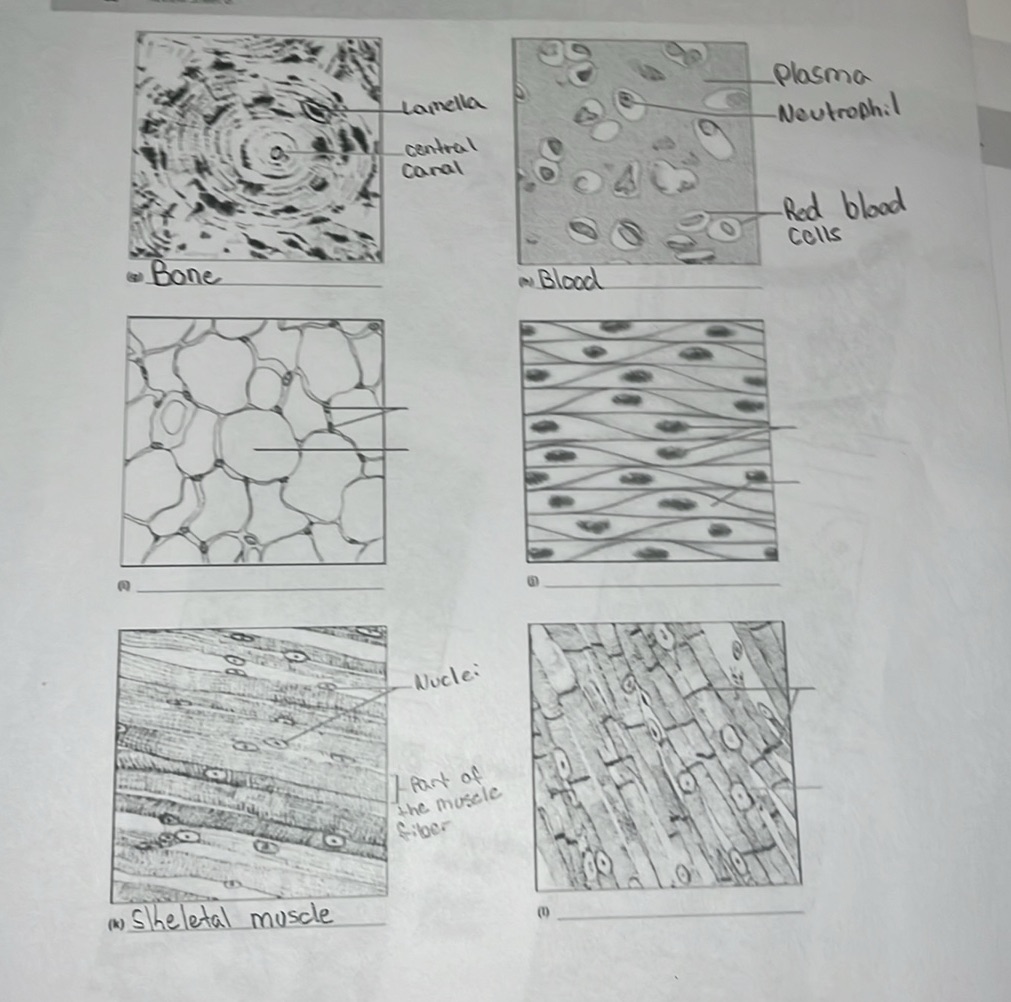 The image shows several microscopic views of | StudyX