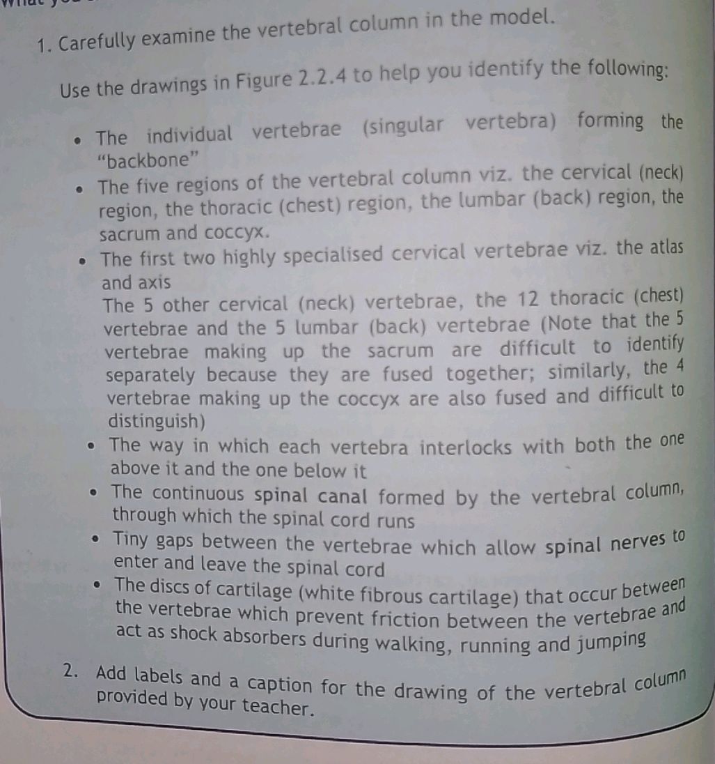 1. Carefully examine the vertebral column in | StudyX