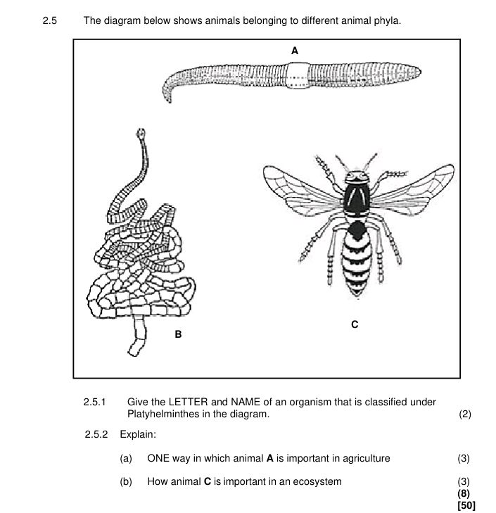 2. 5 The diagram below shows animals | StudyX