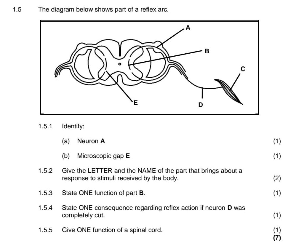 1. 5 The diagram below shows part of a | StudyX