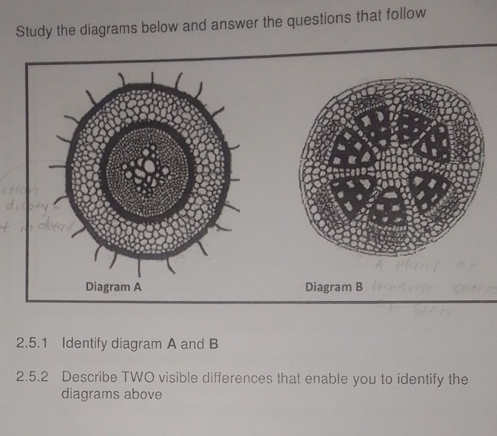 Study the diagrams below and answer the | StudyX