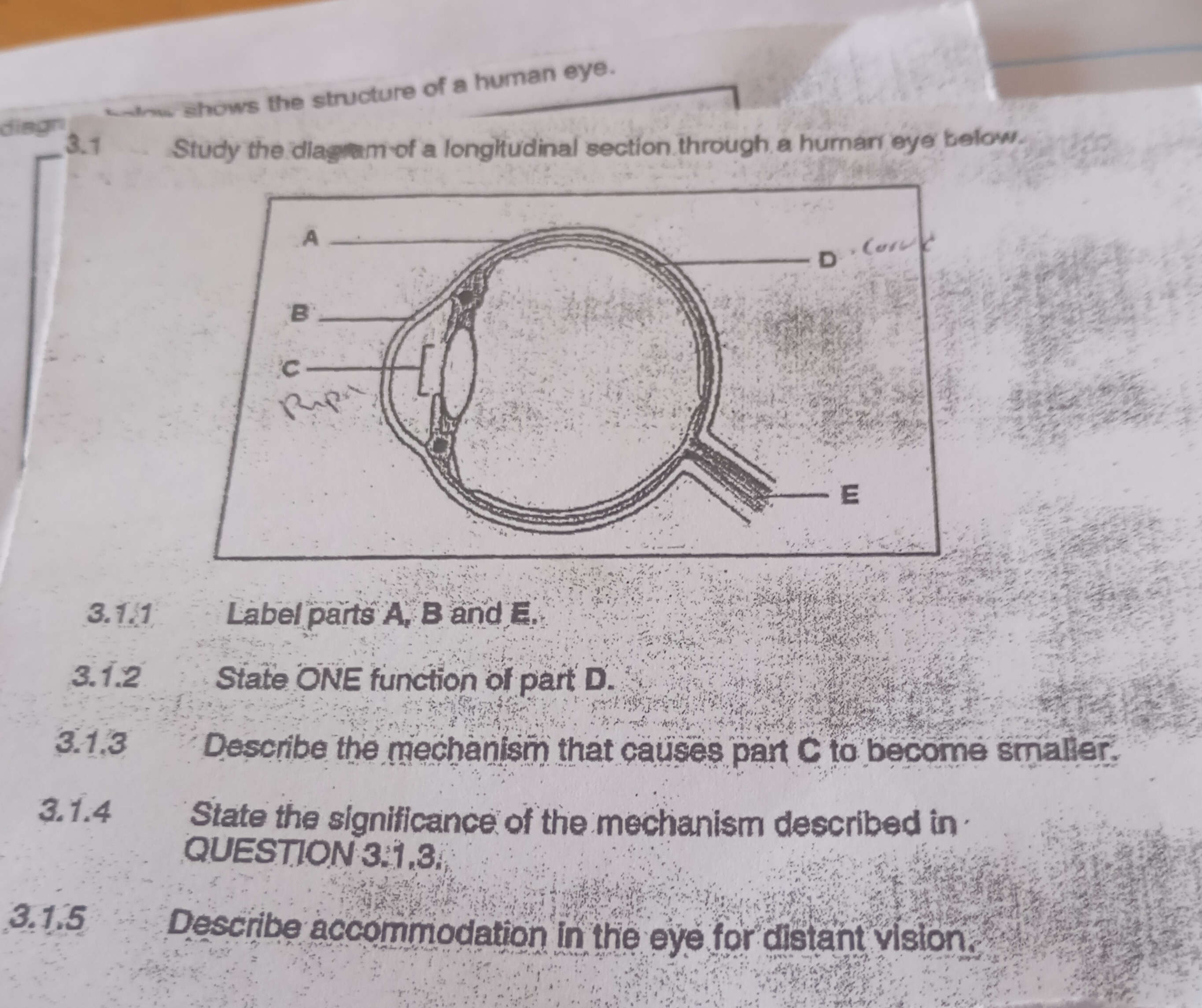 3.1 Study the diagram of a longitudinal | StudyX