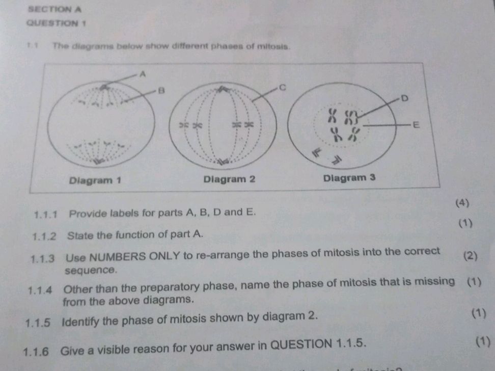 1. The diagrams below show different phases | StudyX