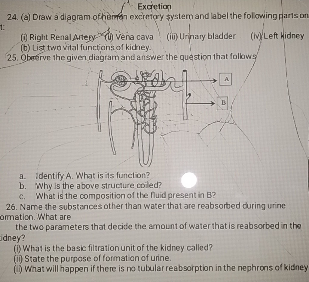 24. (a) Draw a diagram of human excretory | StudyX