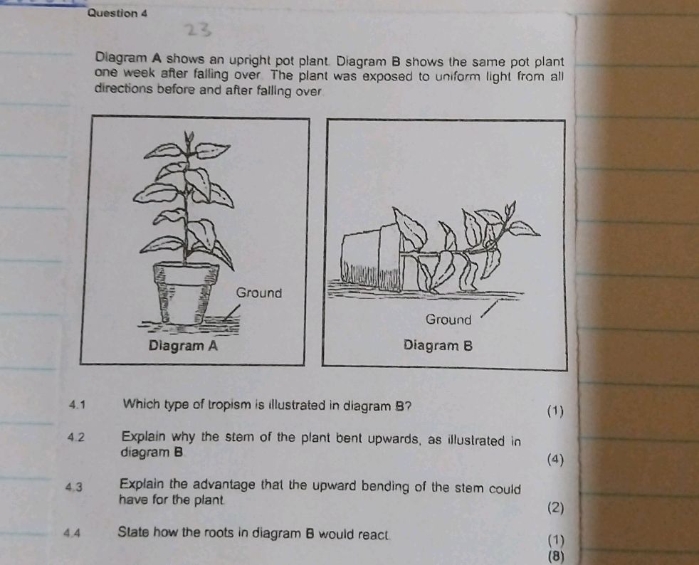 Question 4 23 Diagram A shows an upright | StudyX
