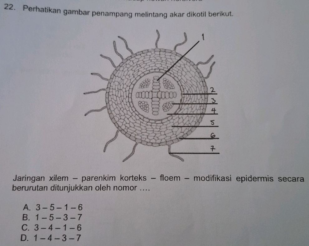 Perhatikan gambar penampang melintang akar | StudyX